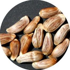Golden Safflower Seed [50 lb]