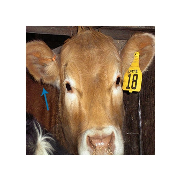 ear notching cattle