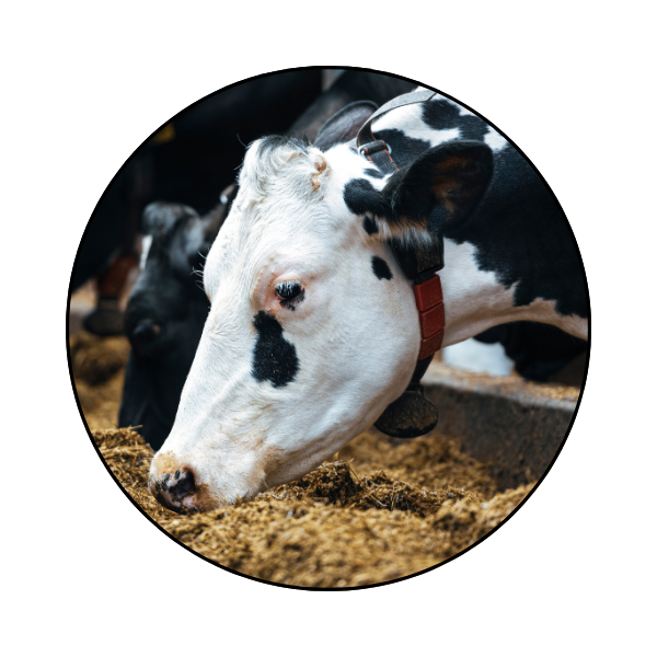 Armor Animal Health | Serving Animals & Farmers Since 1982