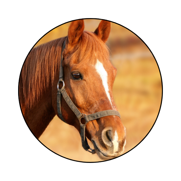 Armor Animal Health | Serving Animals & Farmers Since 1982