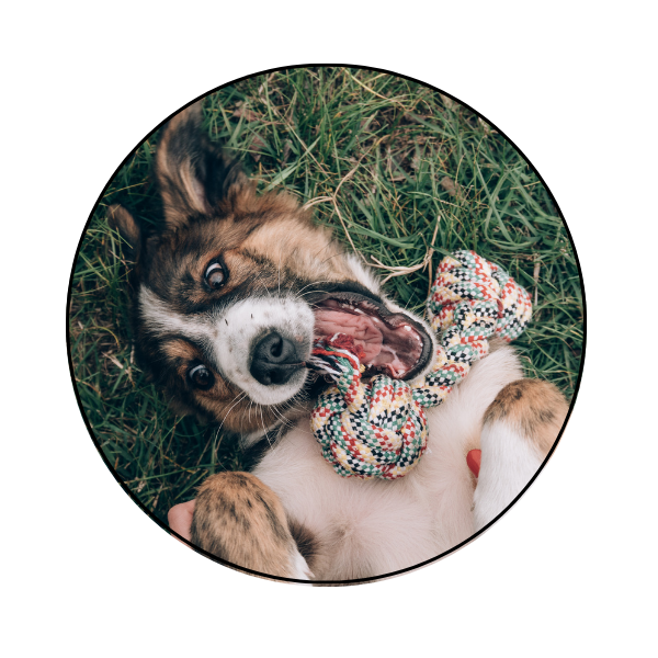 Armor Animal Health | Serving Animals & Farmers Since 1982