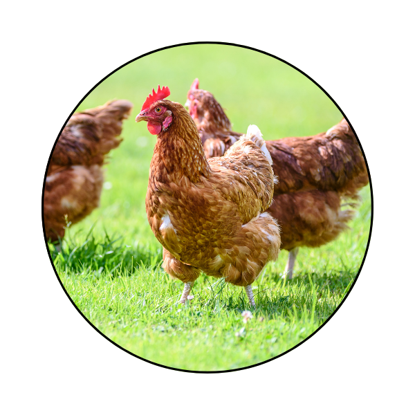 Armor Animal Health | Serving Animals & Farmers Since 1982