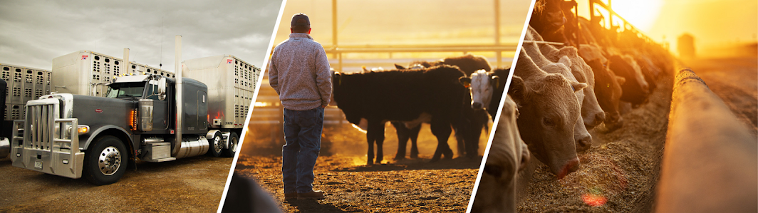FerAppease: A Proven Way to Cut Stress and Boost ROI in Cattle Operations